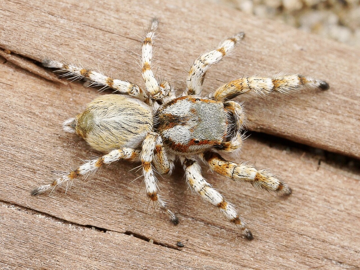 Amazing Spiders: Strange and Interesting Arachnid Facts - Owlcation
