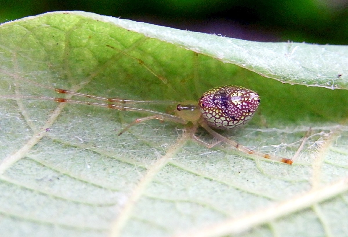 Amazing Spiders: Strange and Interesting Arachnid Facts - Owlcation