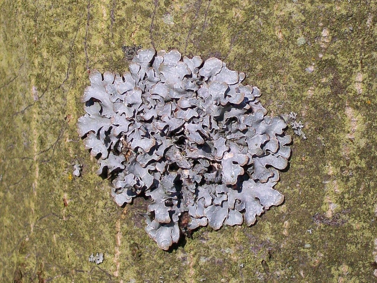 Lichens and People: Uses, Benefits, and Potential Dangers - Owlcation