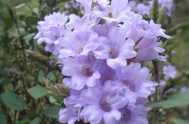 9 Rare Blooming Flowers - Owlcation