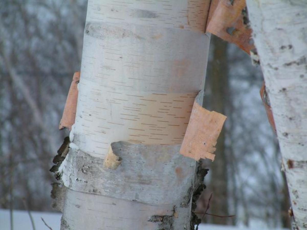 How to Distinguish a Quaking Aspen From a White Birch - Owlcation