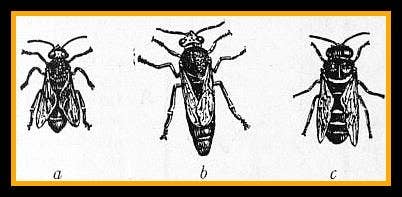 The Life of the Queen Bee in the Honey Bee Hive - Owlcation