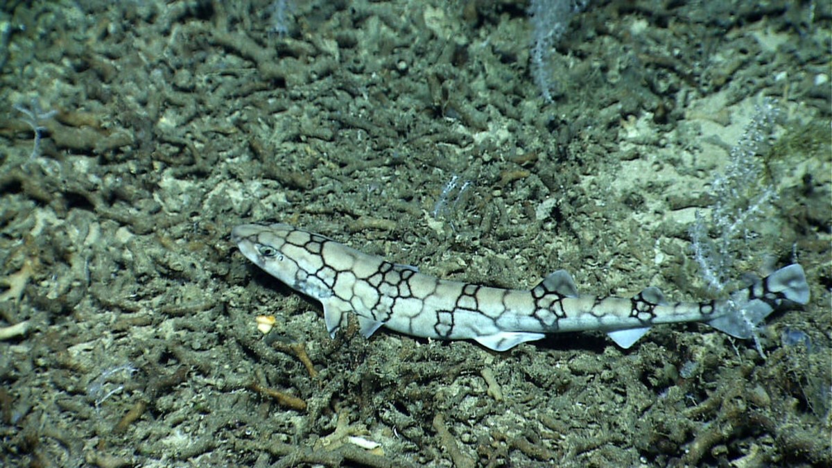 Biofluorescence in Sharks: Light Emission and Functions - Owlcation