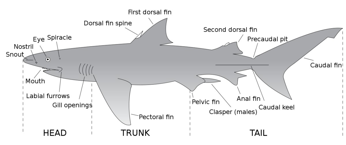 Biofluorescence in Sharks: Light Emission and Functions - Owlcation