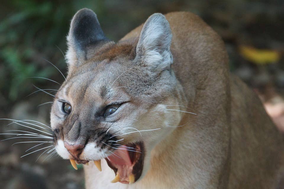 Mountain Lions and How to Avoid Their Rare Attacks on Humans - Owlcation