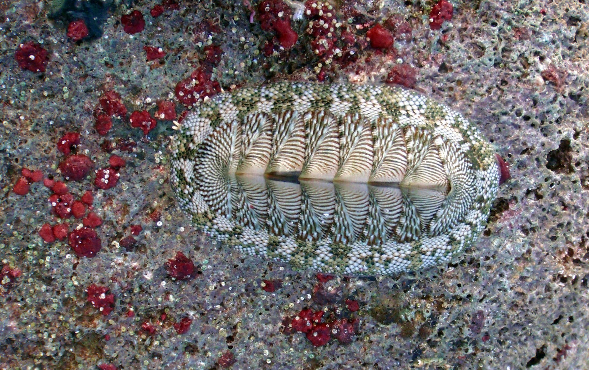 Shell-Bearing Animals - Owlcation