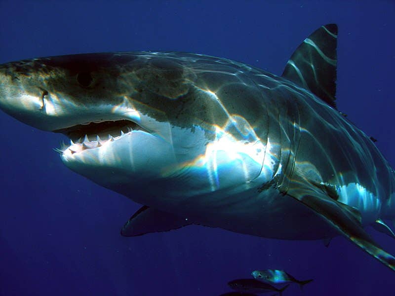 Draughtsboard Shark