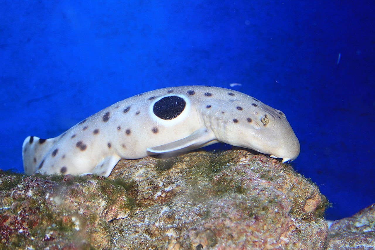 Epaulette Shark: The Shark That Walks on Land - Owlcation