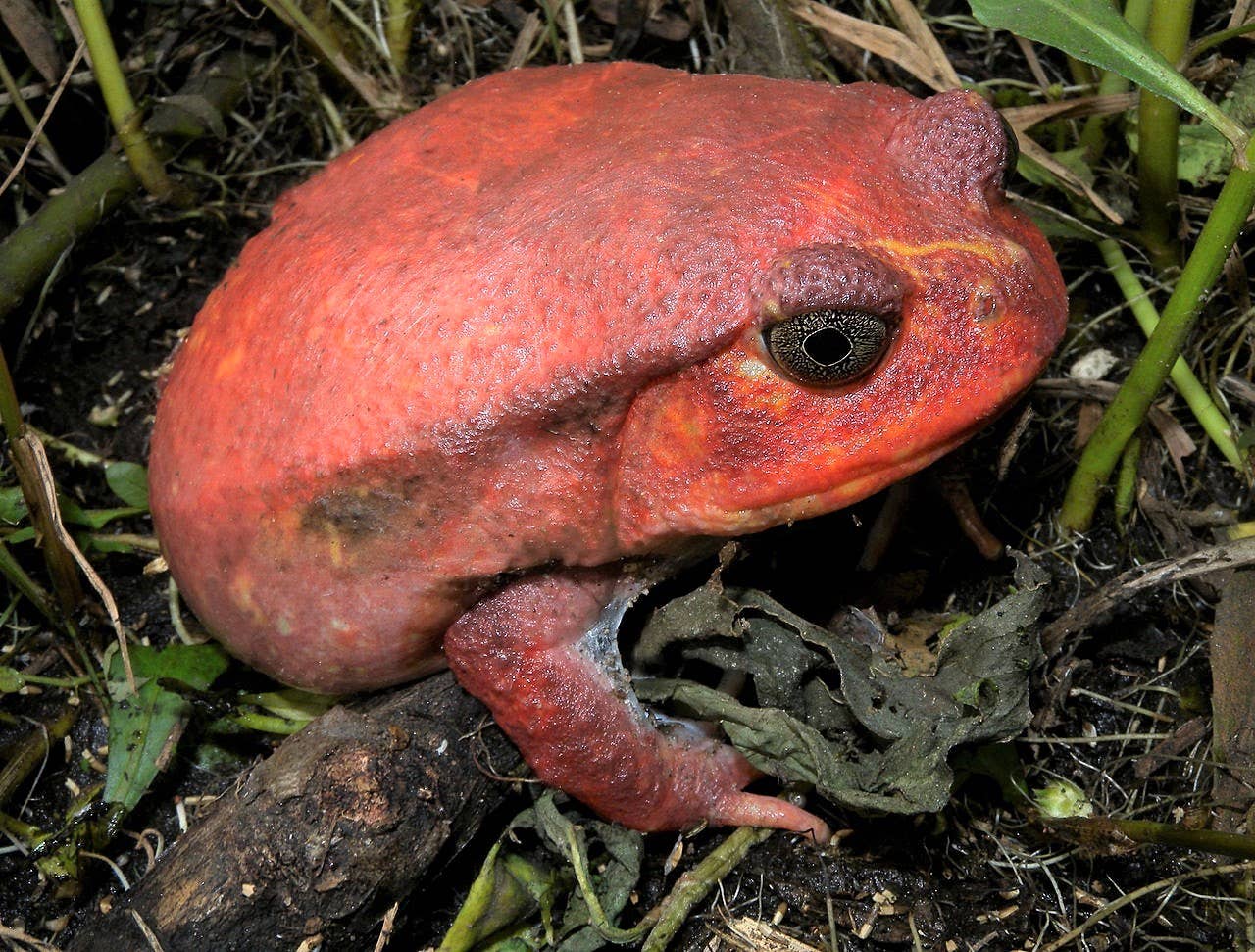 6 Colourful Frog Species: Facts About Attractive Amphibians - Owlcation