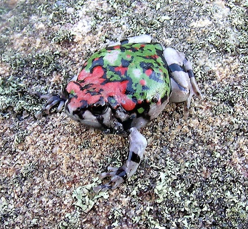 6 Colourful Frog Species: Facts About Attractive Amphibians - Owlcation