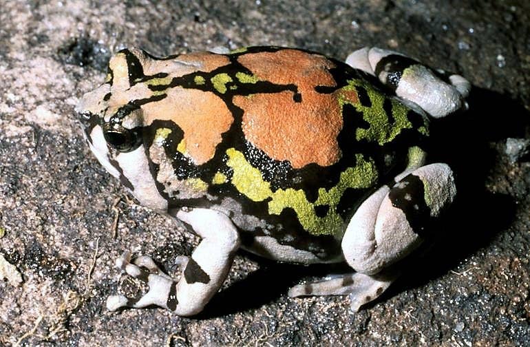 6 Colourful Frog Species: Facts About Attractive Amphibians - Owlcation