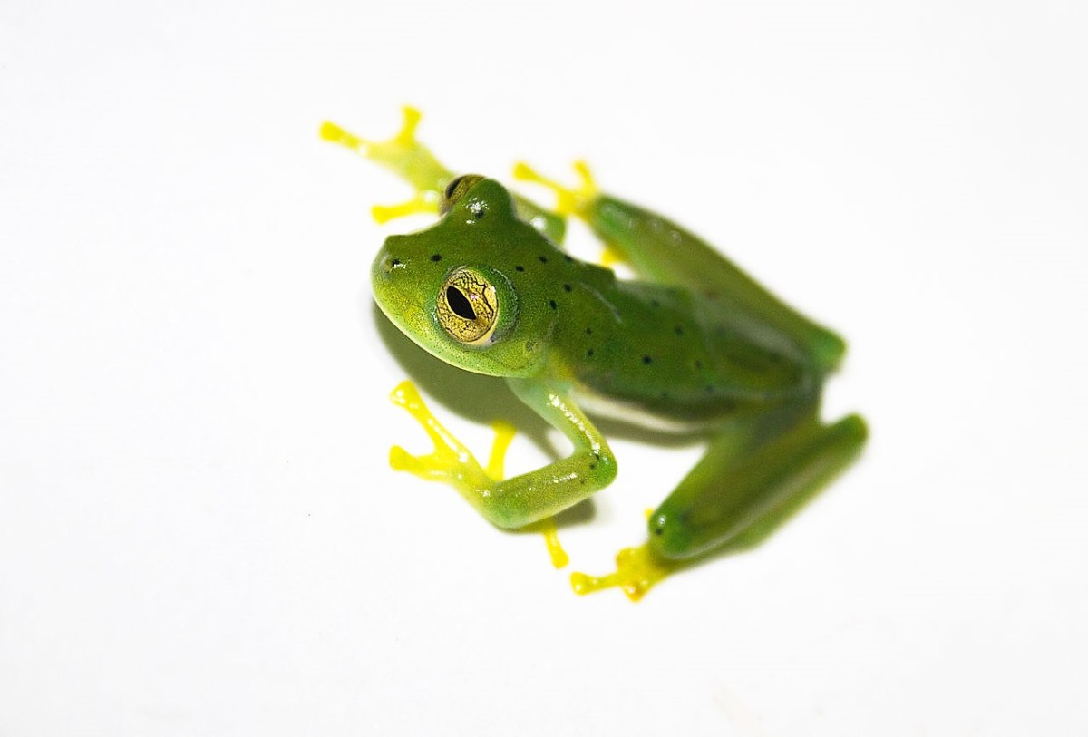 6 Colourful Frog Species: Facts About Attractive Amphibians - Owlcation