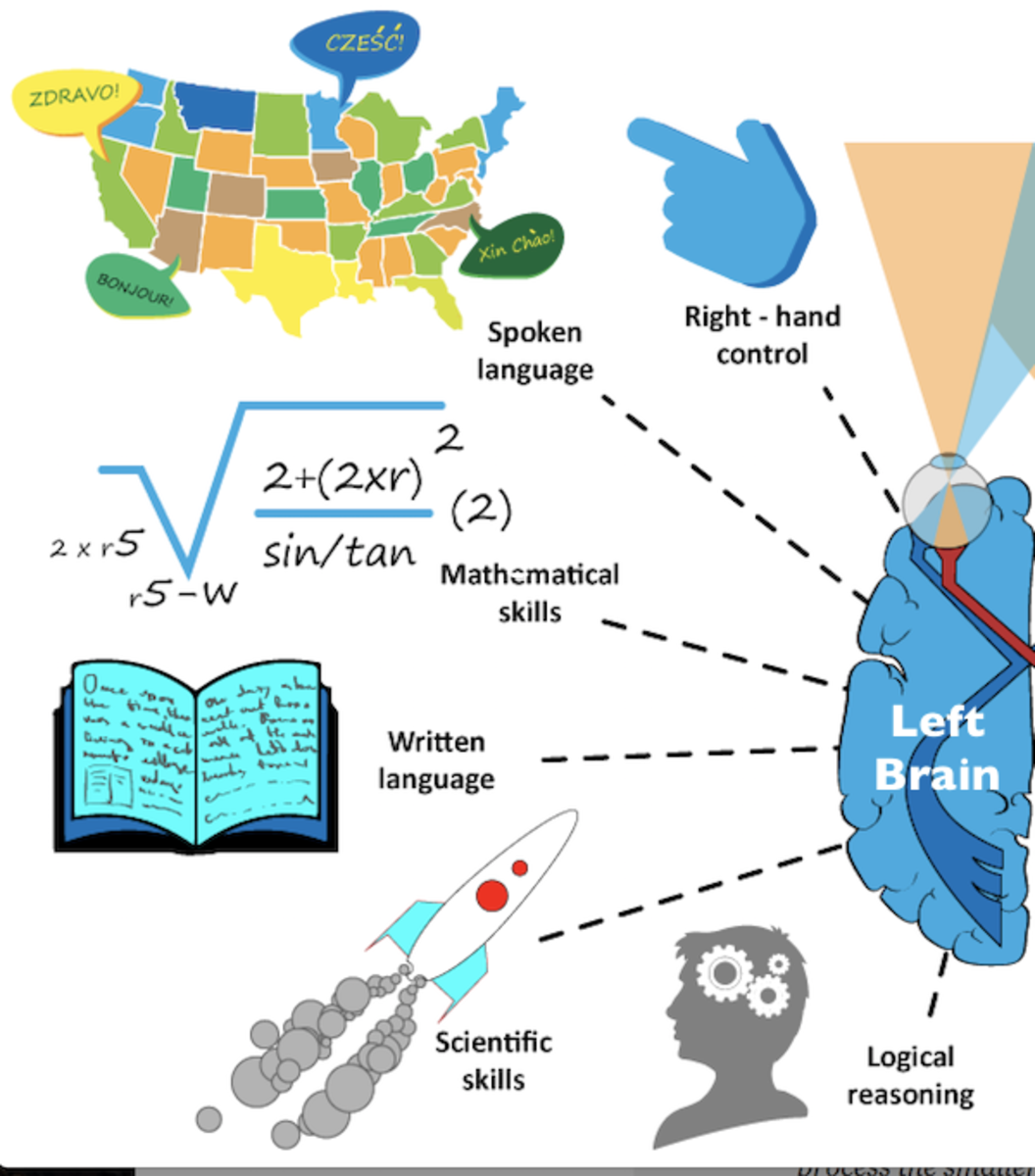 Right Brain vs. Left Brain Functions - Owlcation