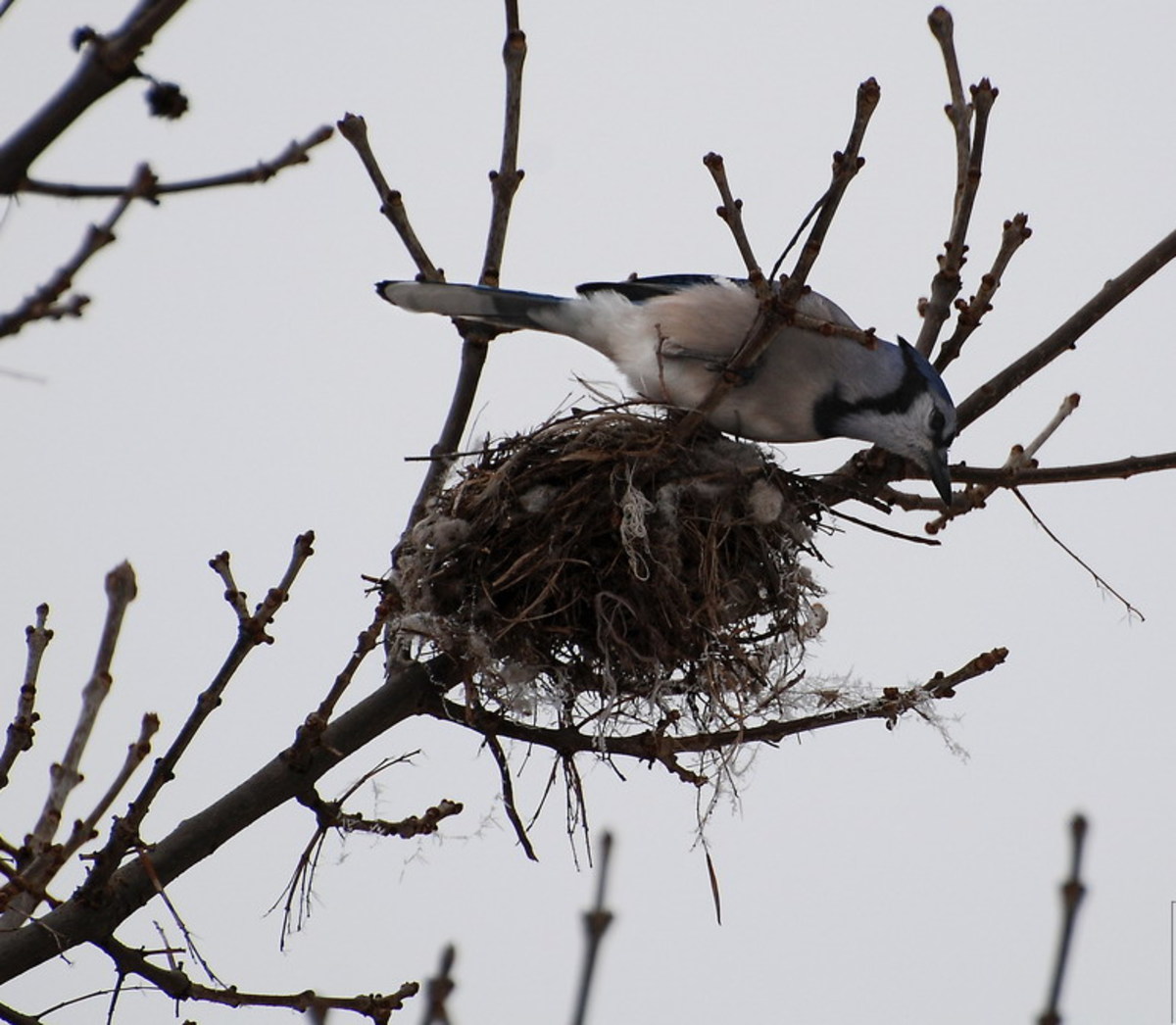 Blue Jays: Clever Mimics of the Bird World - Owlcation