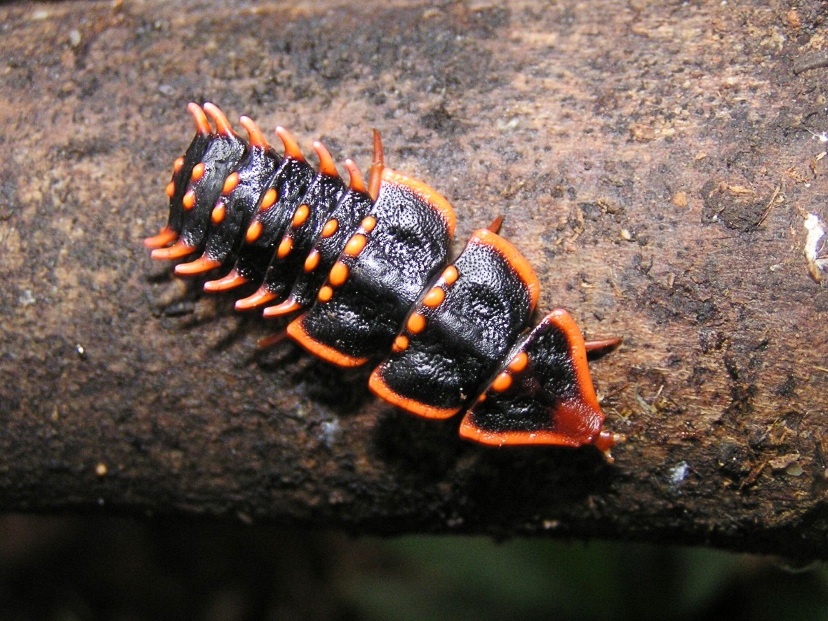 Carpet, Flesh-Eating, and Trilobite Beetles: Strange Insects - Owlcation
