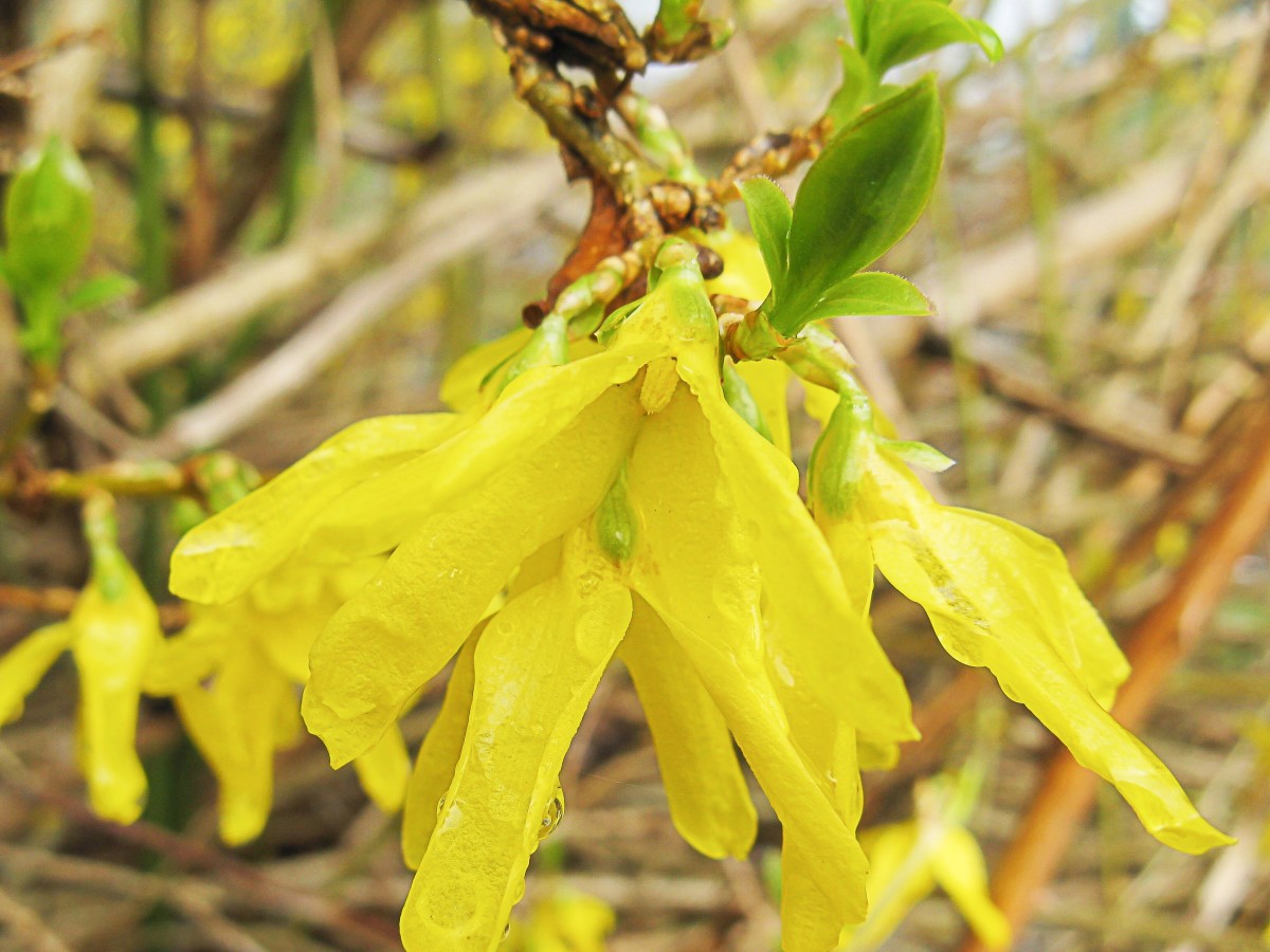 Forsythia Flowers and Plants and the Life of William Forsyth - Owlcation