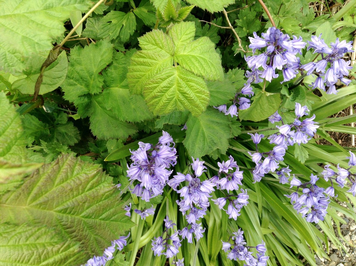 English and Spanish Bluebells: Features, Facts, and Problems - Owlcation