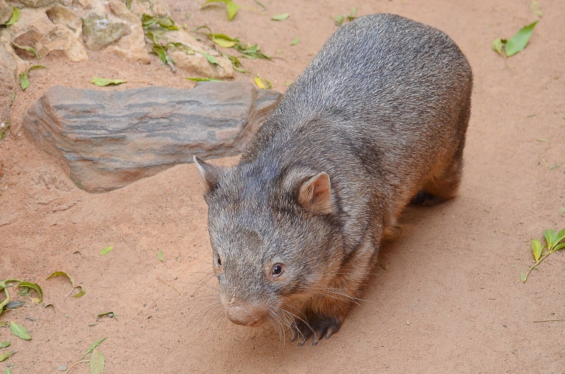 50 Wombat Facts: Unique Animals With Cube-Shaped Poop - Owlcation