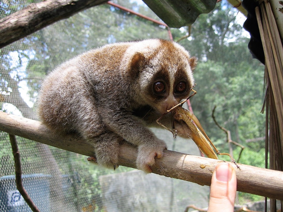 Slow Lorises: Venomous Primates and a Related Cat Secretion - Owlcation