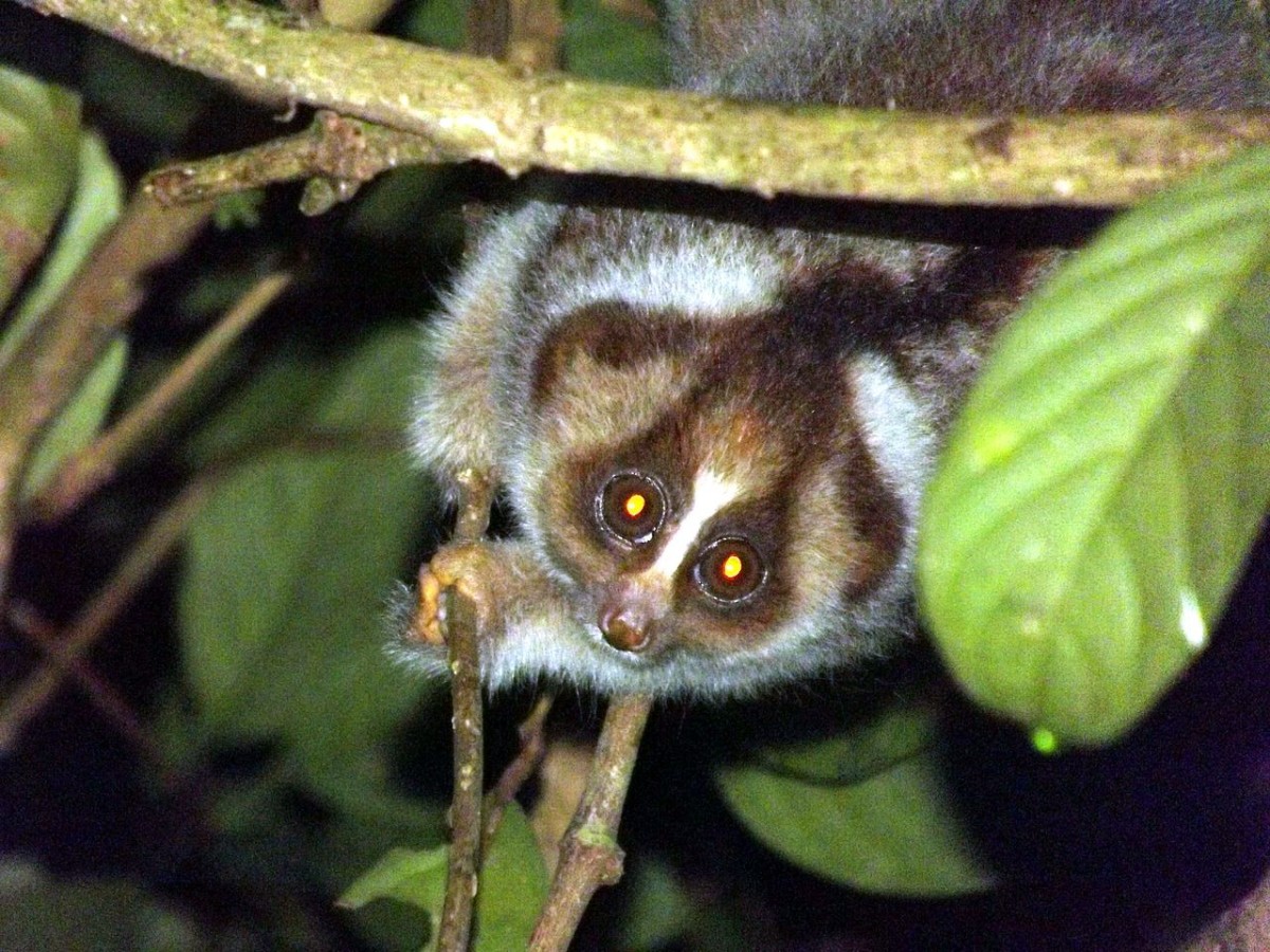 Slow Lorises: Venomous Primates and a Related Cat Secretion - Owlcation