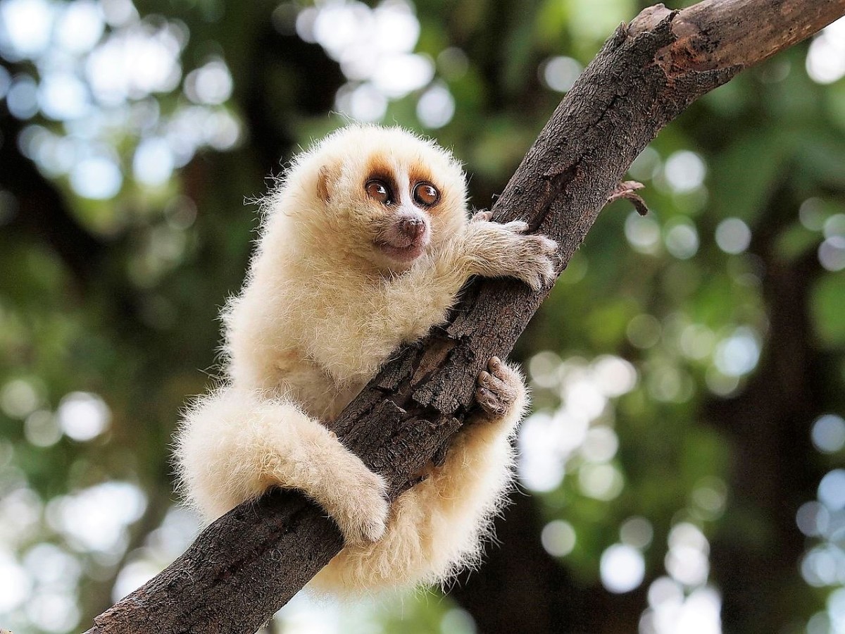 Slow Lorises: Venomous Primates and a Related Cat Secretion - Owlcation