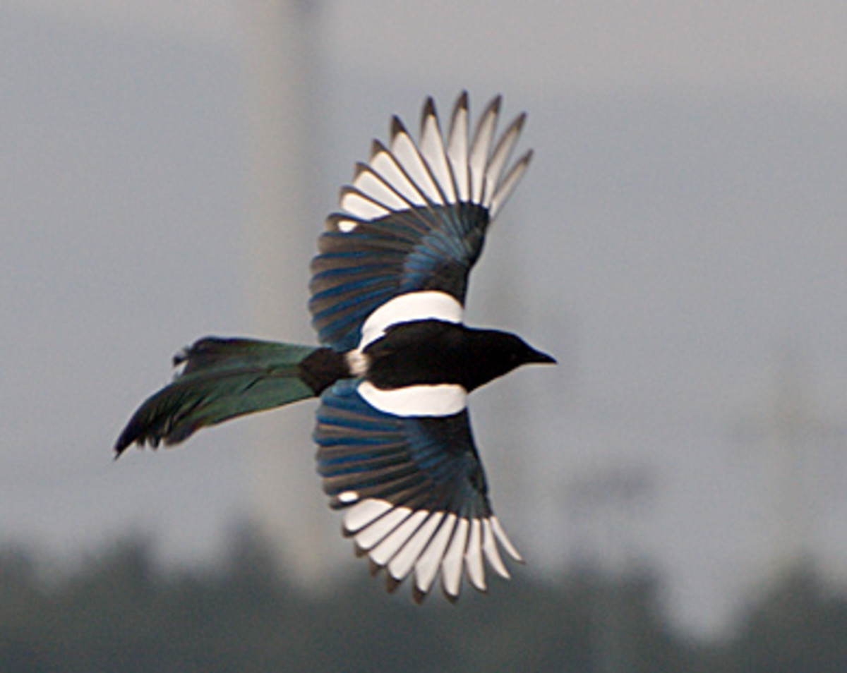 Garden Birds: Are Magpies Really Bad? - Owlcation