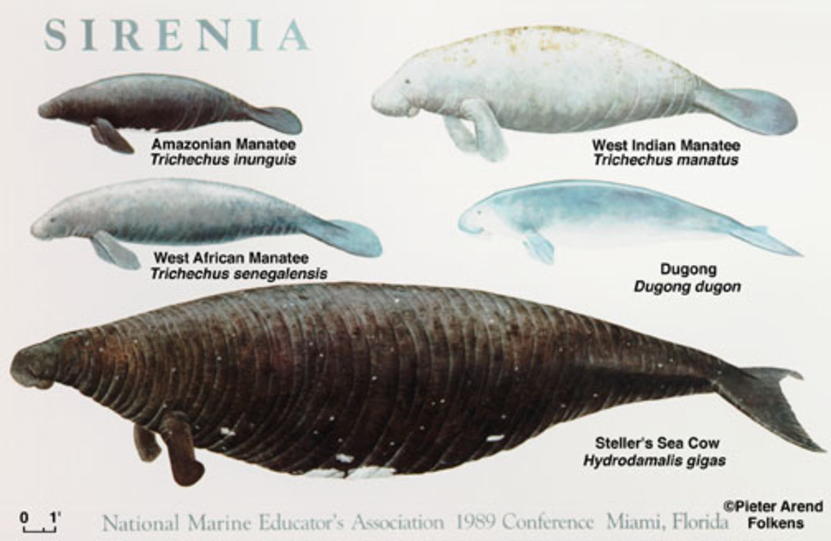 All About Dugongs and Manatees - Owlcation