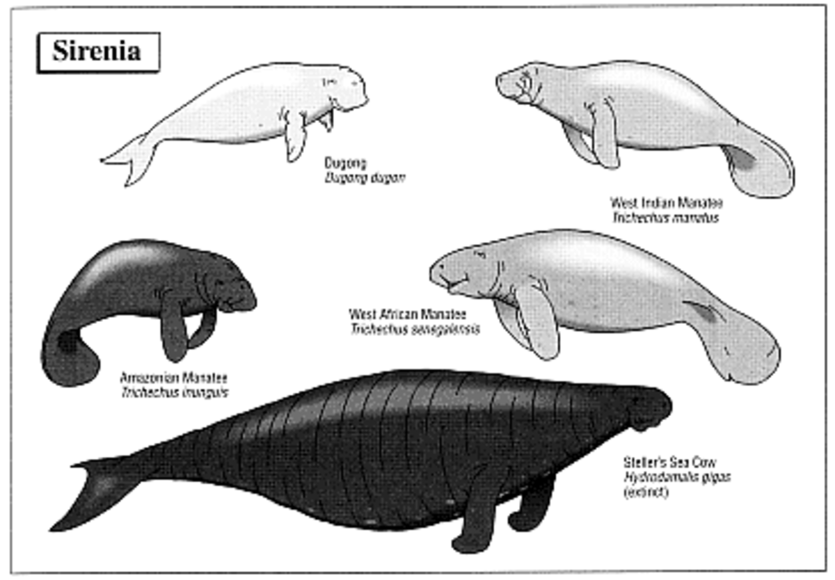All About Dugongs and Manatees - Owlcation