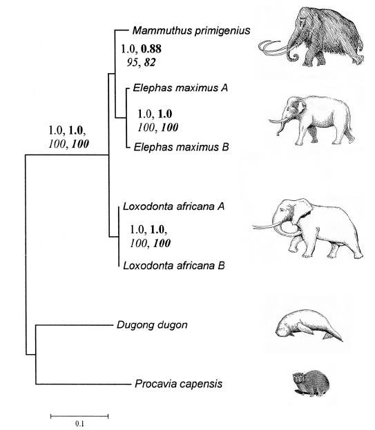 All About Dugongs and Manatees - Owlcation