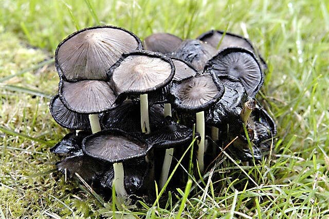 Shaggy Manes and Inky Caps: Mushrooms, Uses, and Health Effects - Owlcation