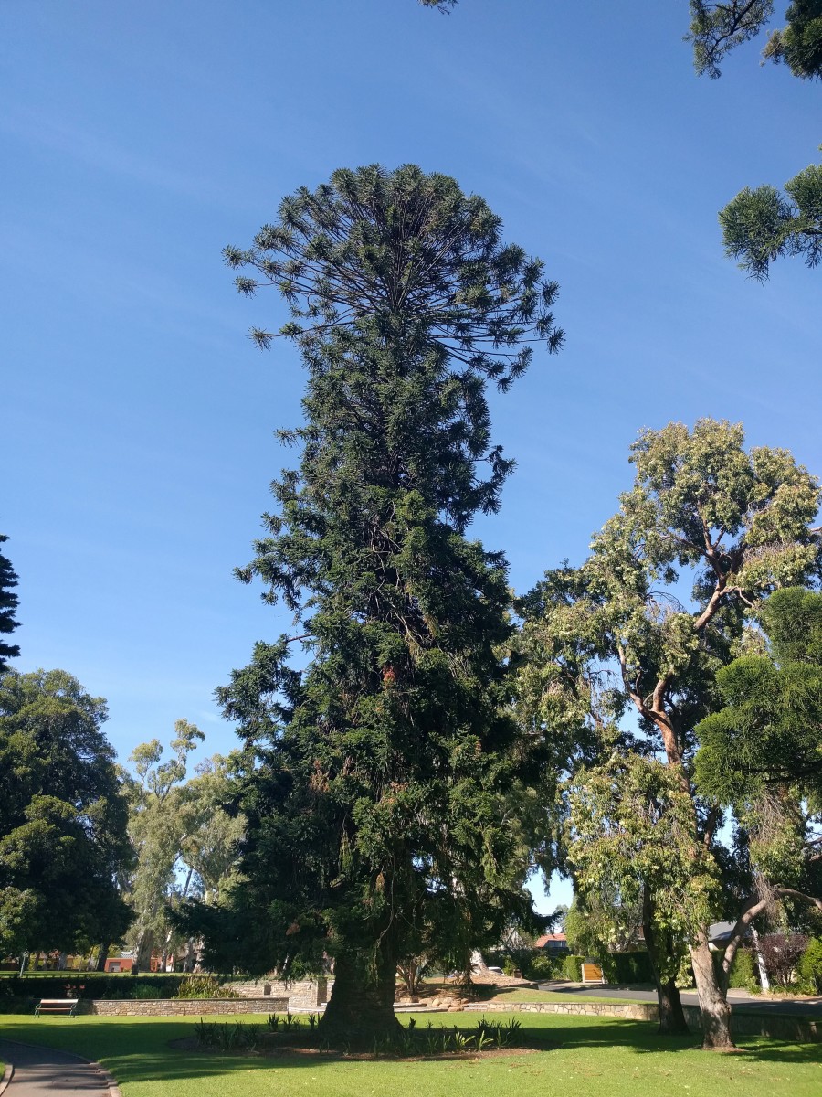 The Bunya Pine: A Strange, Impressive, and Useful Tree - Owlcation