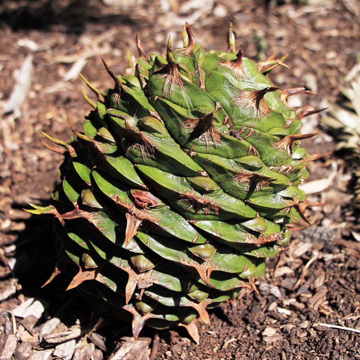 The Bunya Pine: A Strange, Impressive, and Useful Tree - Owlcation