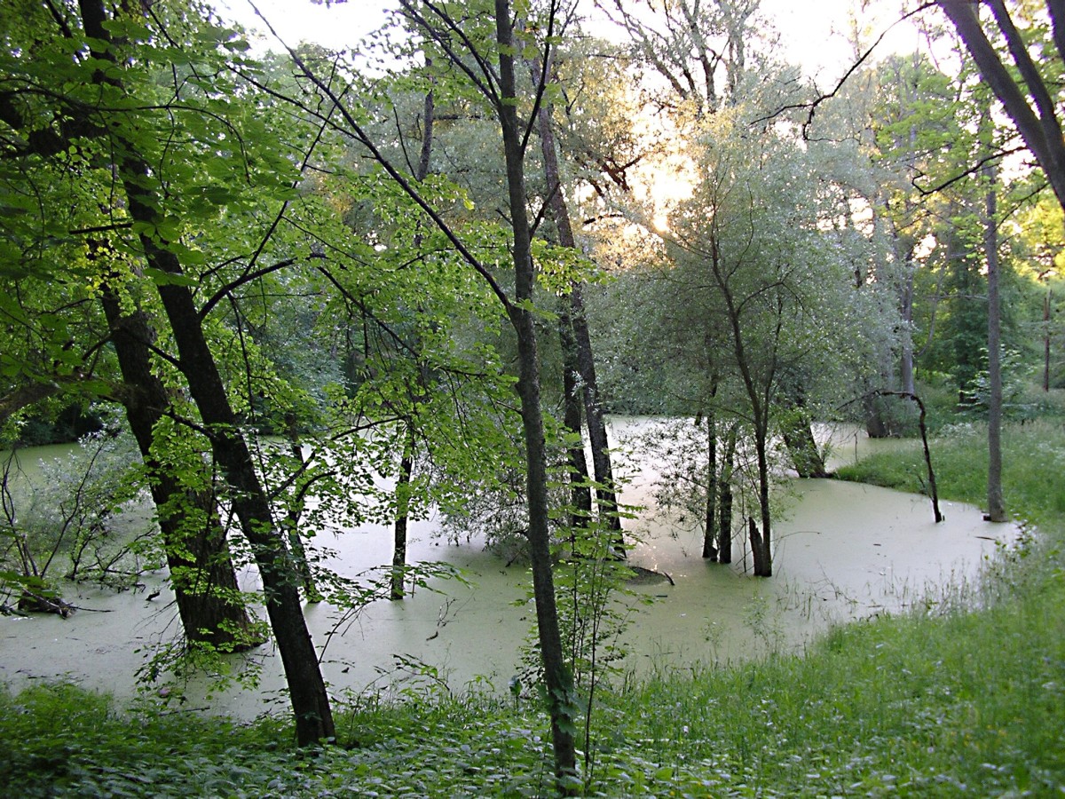 Jack-o'-Lanterns and the Mysterious Wetlands Light - Owlcation