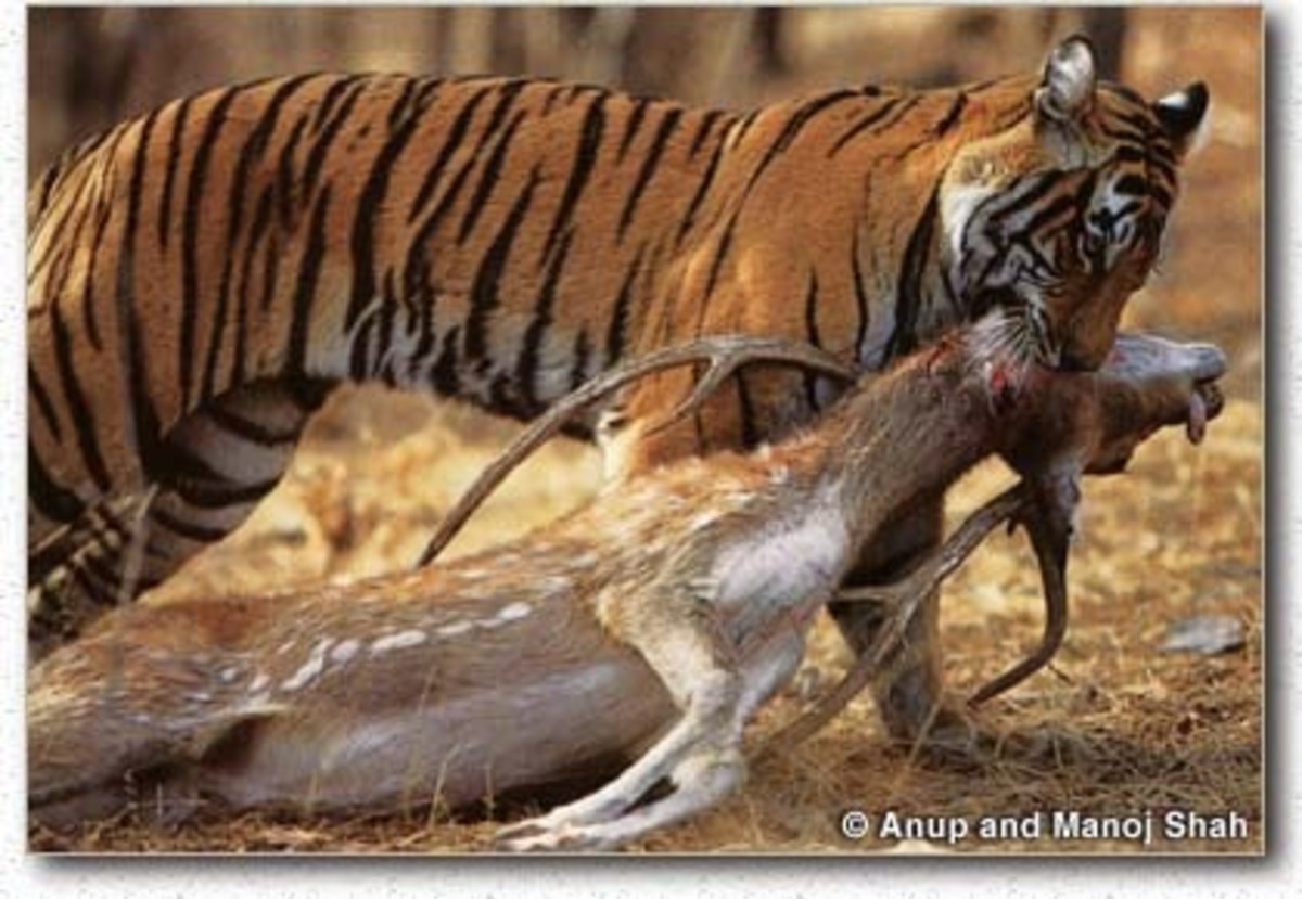 Bengal and Siberian Tiger Facts and Conservation Efforts - Owlcation