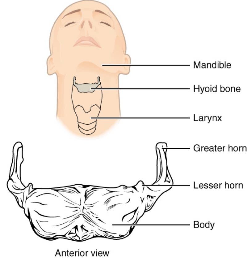 Human Skeleton and Bones: Interesting and Surprising Facts - Owlcation