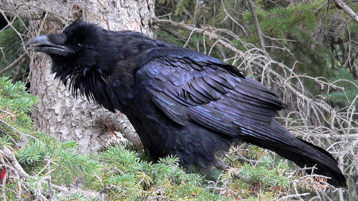 Ravens: Interesting Facts, Photos, Videos, and Mythology - Owlcation