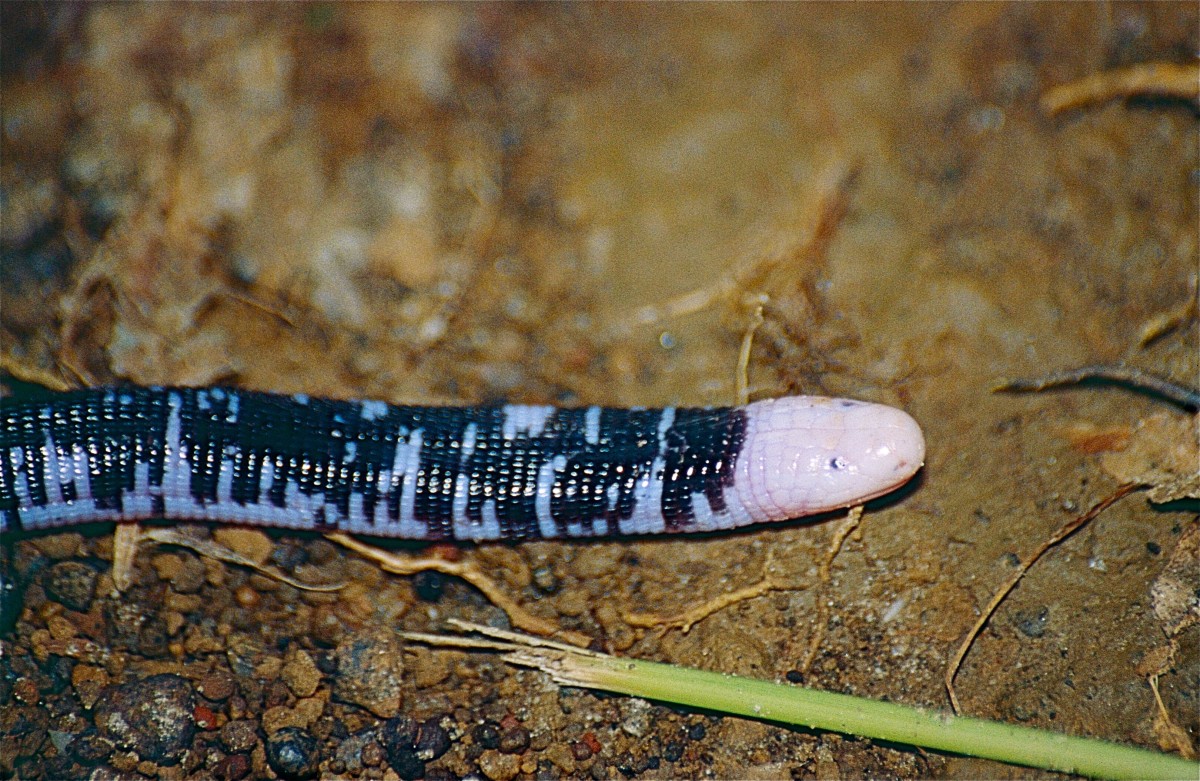 Mole and Worm Lizards: Unusual and Interesting Reptiles - Owlcation