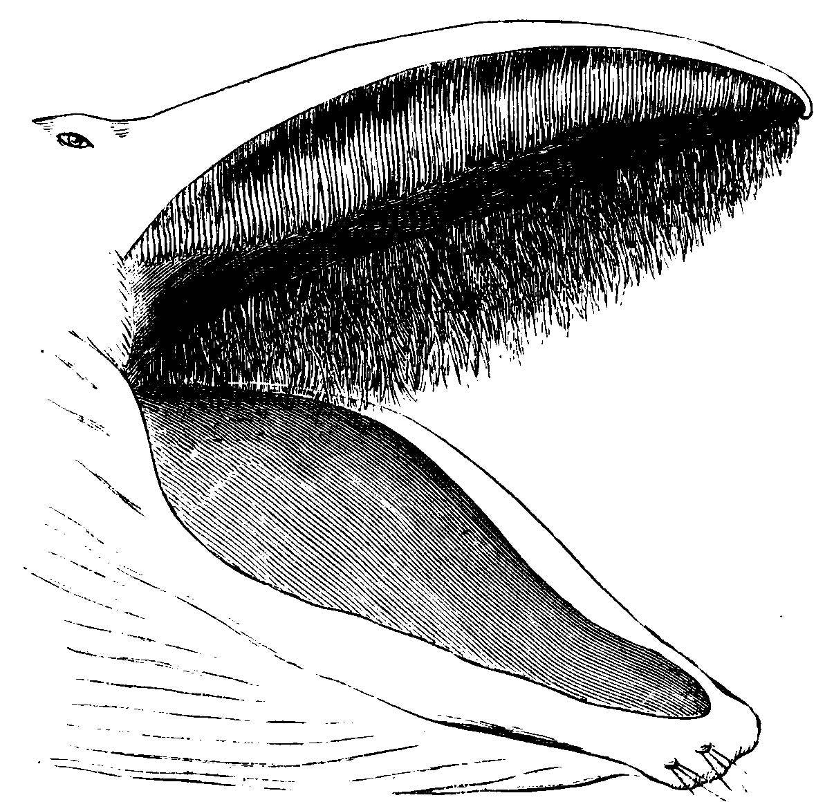 Bowhead Whales: Fascinating and Vocal Mammals of the Arctic - Owlcation