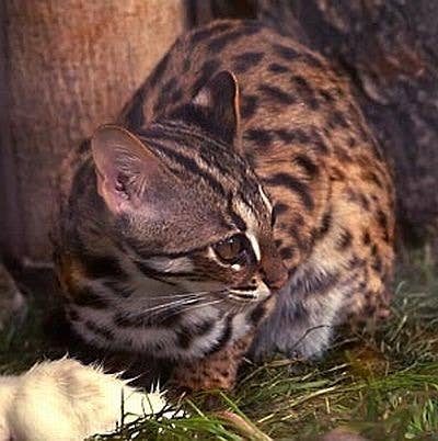The 10 Most Adorable Japanese Animals Ever! - Owlcation