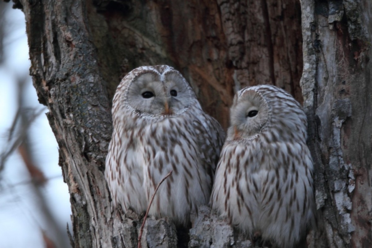 The 10 Most Adorable Japanese Animals Ever! - Owlcation