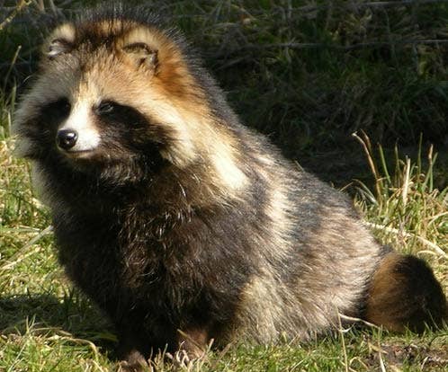 The 10 Most Adorable Japanese Animals Ever! - Owlcation