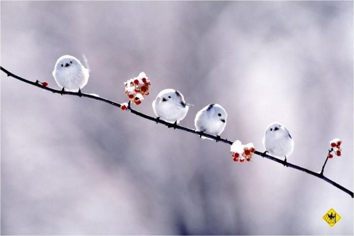 The 10 Most Adorable Japanese Animals Ever! - Owlcation