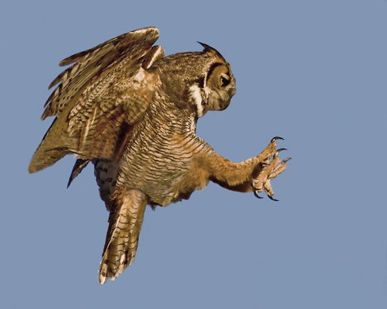 The Great Horned Owl: A Magnificent Avian Apex Predator - Owlcation