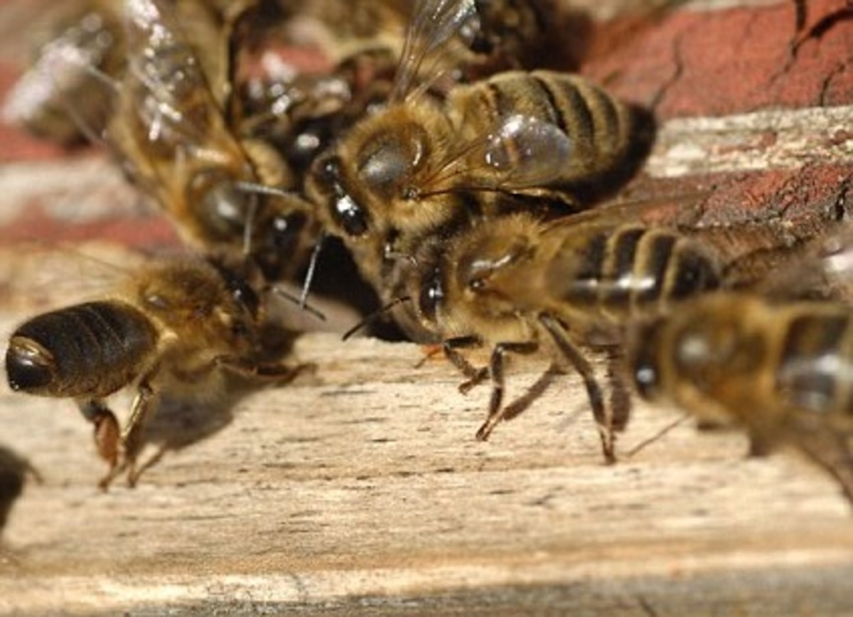 Slainte! The Celtic Wassail: The Histories and Folklore of Mead and ...