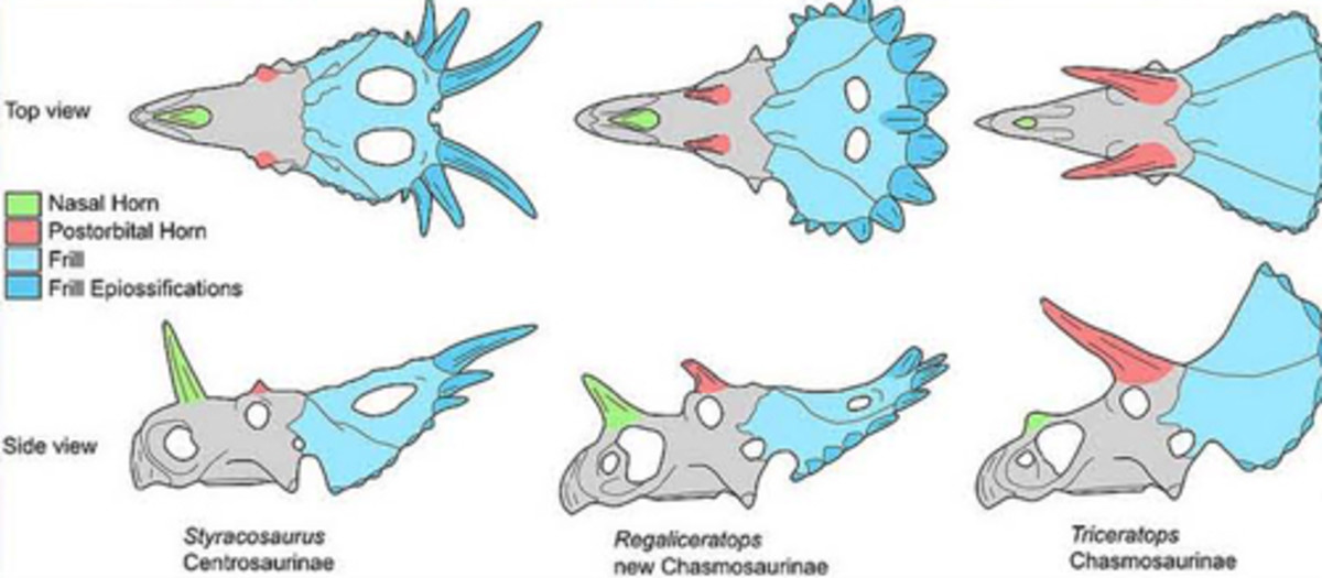 Dinosaur Discoveries of 2015 - Owlcation