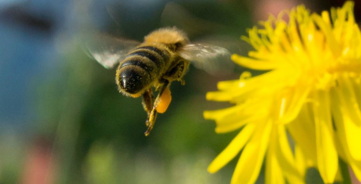 Honey Bee Anatomy: Hairy Eyeballs and Other Amazing Facts - Owlcation