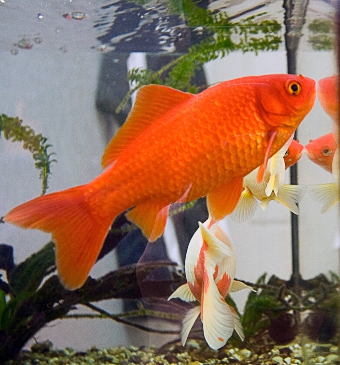 Goldfish: Interesting and Surprising Facts About a Popular Pet - Owlcation