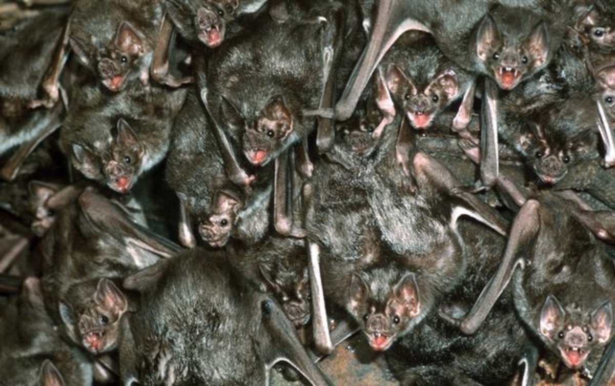 Cooperative Behaviour in Animals - Owlcation