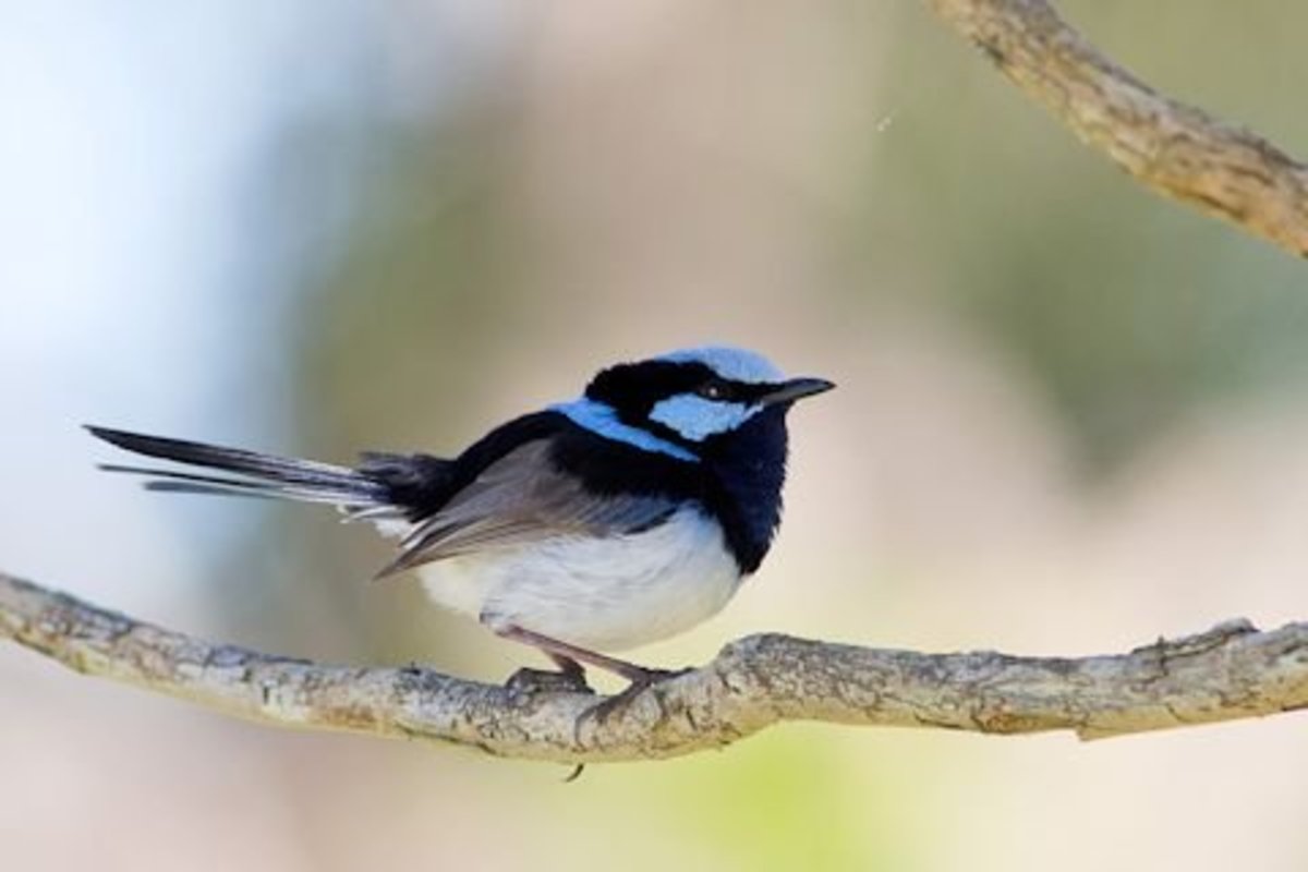 Cooperative Behaviour in Animals - Owlcation