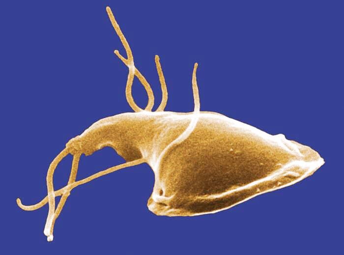 Giardia in the Intestine: Parasite Facts and Giardiasis Disease - Owlcation